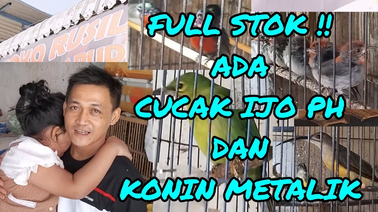FULL STOK !! Ada cucak ijo PH,,cendet MH,,konin metalik dll harga masih ...