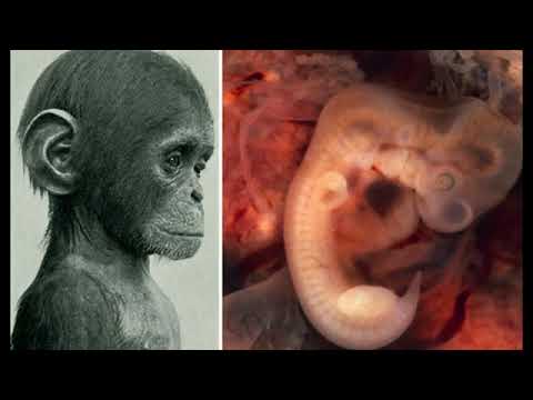 first ever human monkey embryo grown by scientists in china - YouTube