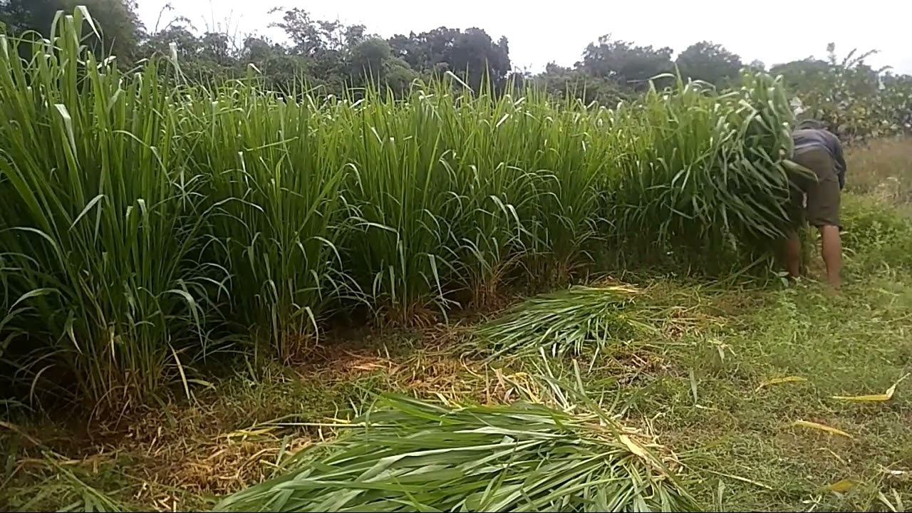 Rumput andalan super mombaca f1 - YouTube