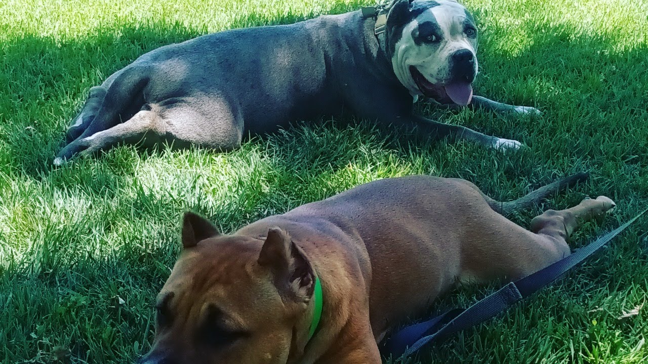 Main-Line Monday💯💪😎🇵🇷⚒️ Let's Get Into It..Past Few Days #california # ...