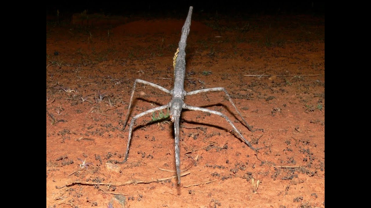 Meet the Paronchestus Cornutus: Mongolia's "Creature from Hell"! - YouTube