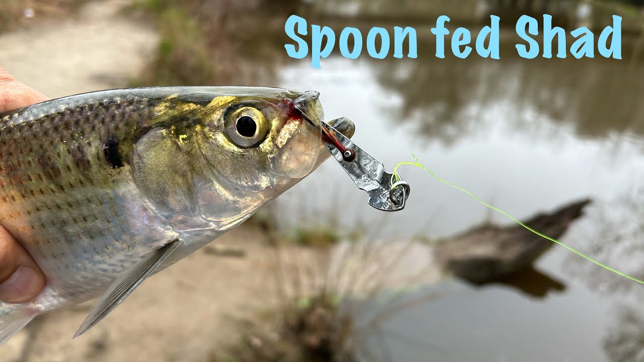 Maryland Shad Run is still on! - YouTube