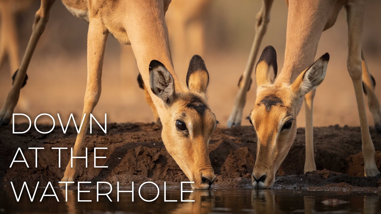 Impala Drinking at the Matebole Waterhole Photographic Hide in Mashatu ...