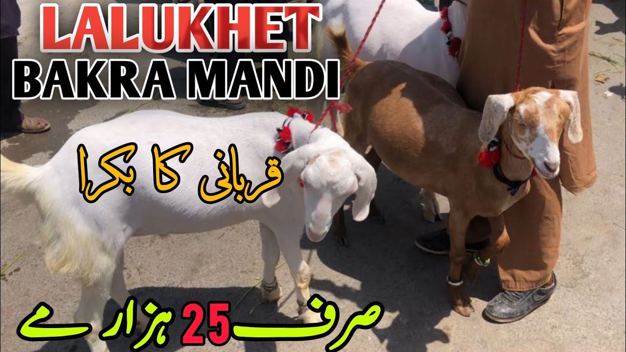 Lalukhet Bakra Mandi Part 2 || Kajla Dumba | Bakra || Barkriyan ...