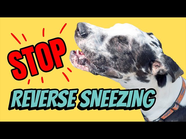 How To Help A Dog Thats Having Backward Sneezing