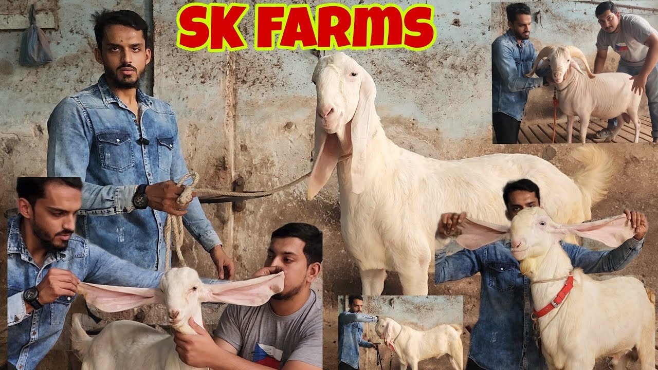 Bhiwandi Main SK Goat Farm Ka Biggest Offers On Gulabi Goats | Mahir ...