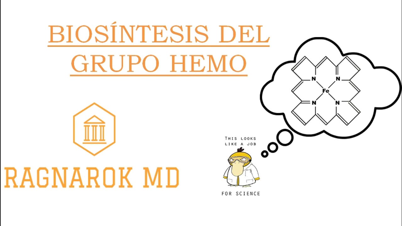 BIOSÍNTESIS Y REGULACIÓN DEL GRUPO HEMO - YouTube