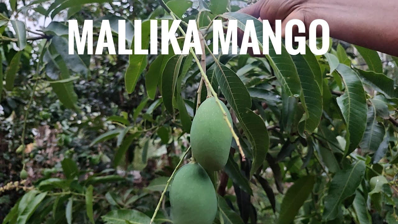 Mallika Mango 🥭 മല്ലിക മംഗോ - YouTube