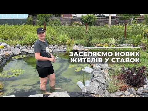 Заселяємо нових жителів у ставок