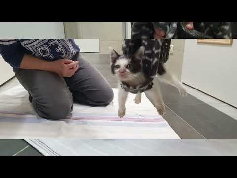 Tierheim Quedlinburg - Ida, Molly und Merlin - YouTube