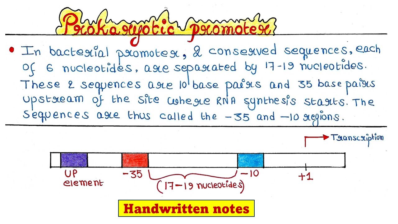 Bacterial promoter | Structure and function - YouTube