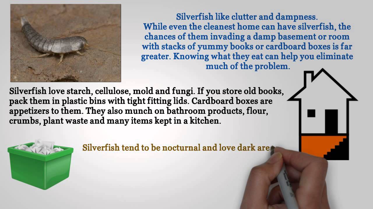 Tips for Getting Rid of Silverfish - YouTube