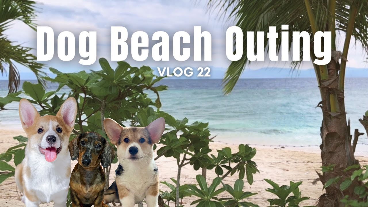 Dog Beach Outing: Our Dogs are the Happiest when at the Beach - YouTube