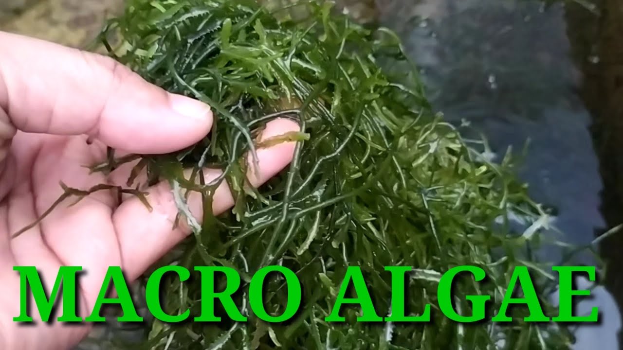 JENIS-JENIS MACROALGAE TERBAIK UNTUK SISTEM FILTRASI AQUARIUM LAUT ...
