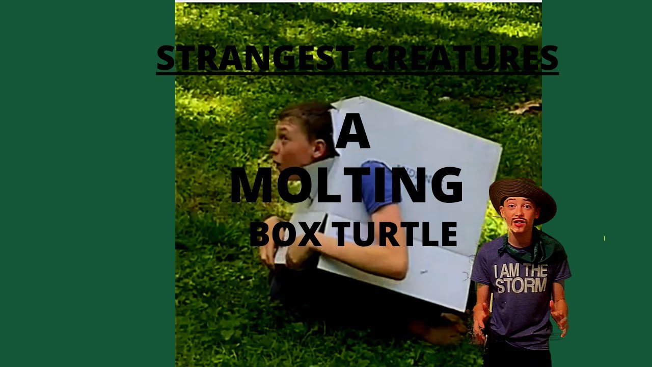 Strangest Creatures: A Molting Box Turtle - YouTube