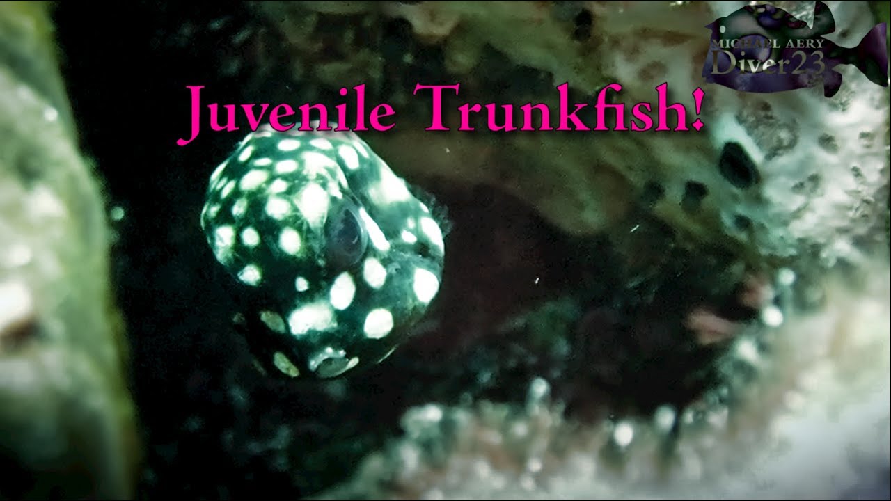 Smooth Trunkfish Juvenile
