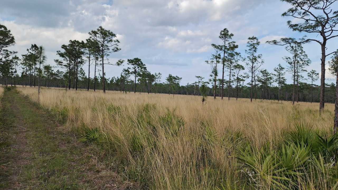 Florida Trail Okeechobee NOBO Day 11, Tracy Branch Camp to Jane Green ...