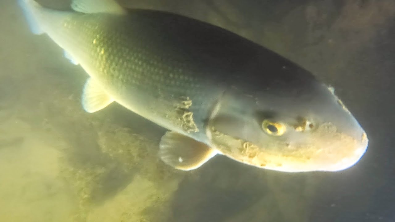White Sucker Fish roaming Willow Springs - YouTube