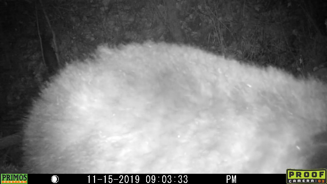 bear sniffing camera 15Nov2019 - YouTube