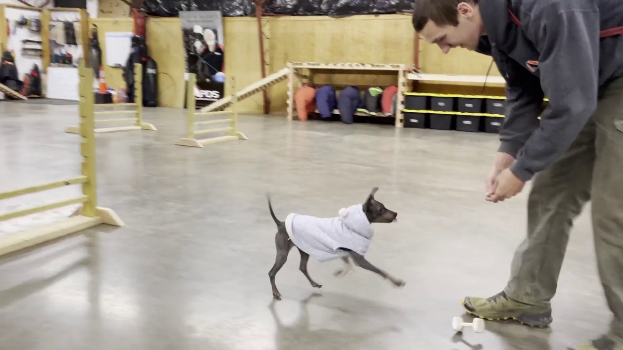 American Hairless Terrier "Sprite" 5.5 Mo's Obedience/Tricks/Agility ...