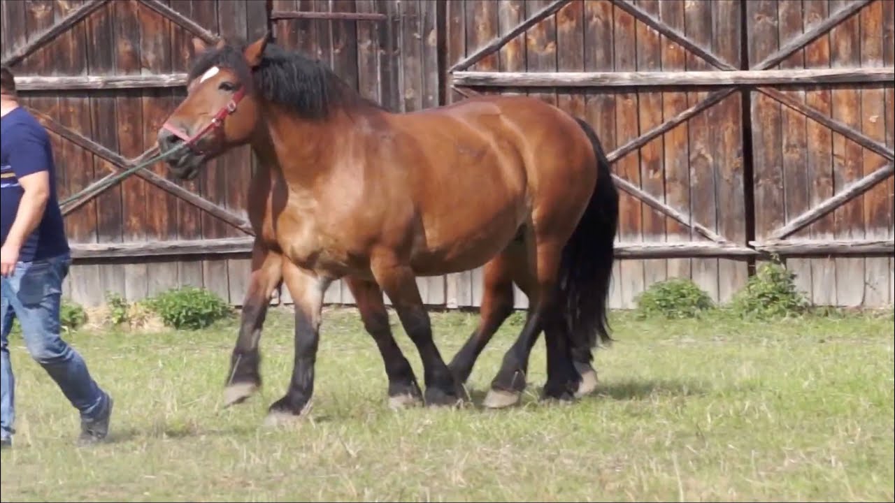 Polskie konie zimnokrwiste w typie sztumskim koło Warszawy - YouTube