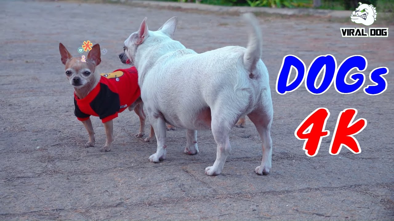 Funny Dogs And Puppies Life 4K Quality Video Episode 2 | Viral Dog ...