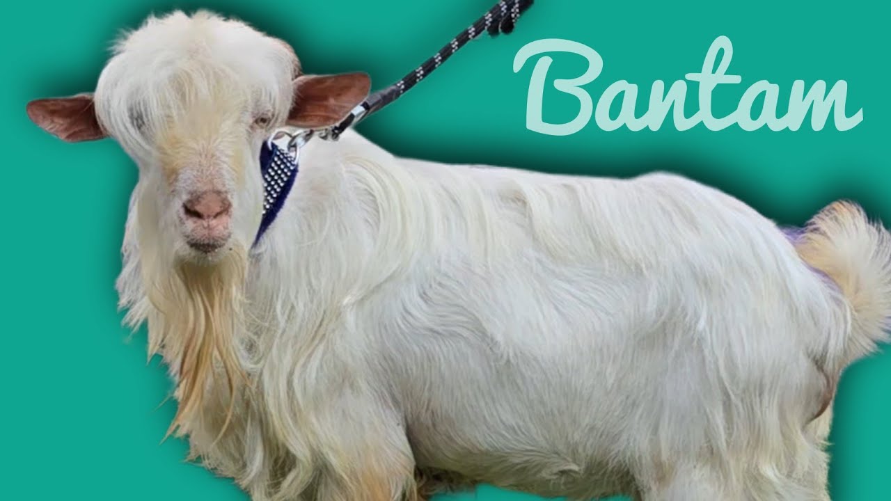Quality Bantam goats at MS Bantam farm Aurangabad - YouTube
