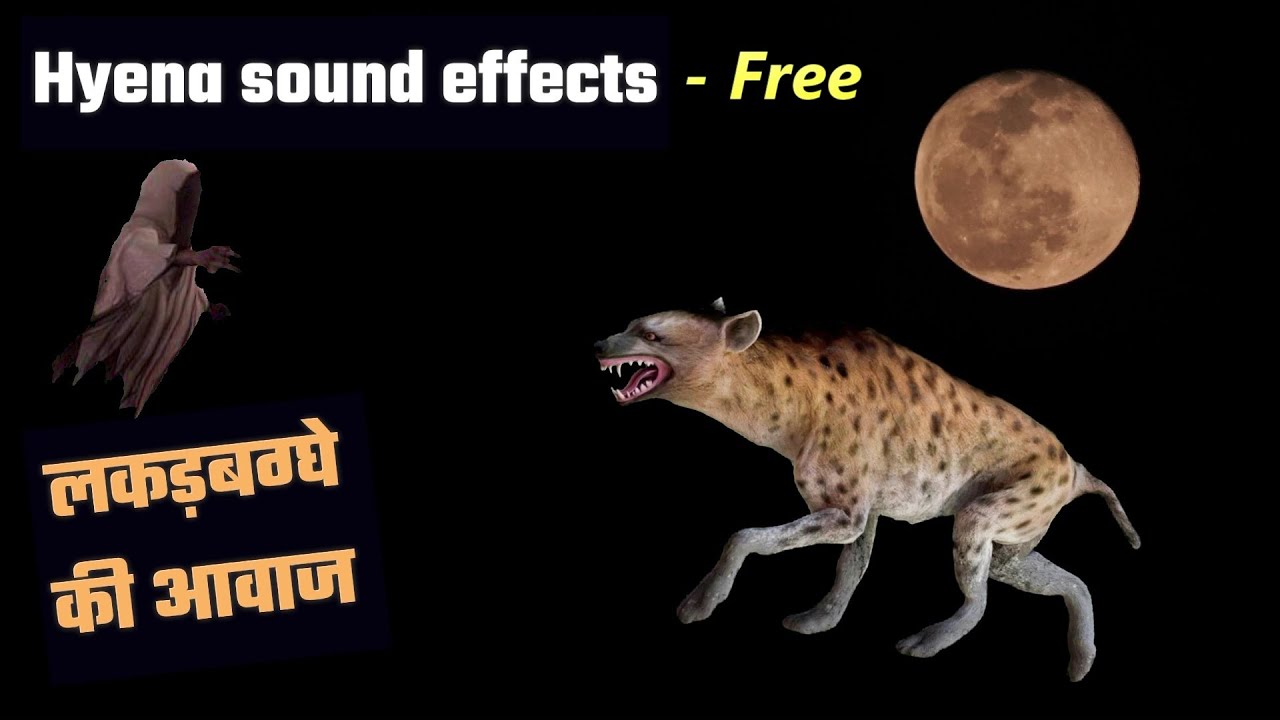 Howl Sound 🐺 Horror sound Effects 😨Hyenas Animals Sound | Wild Animals ...