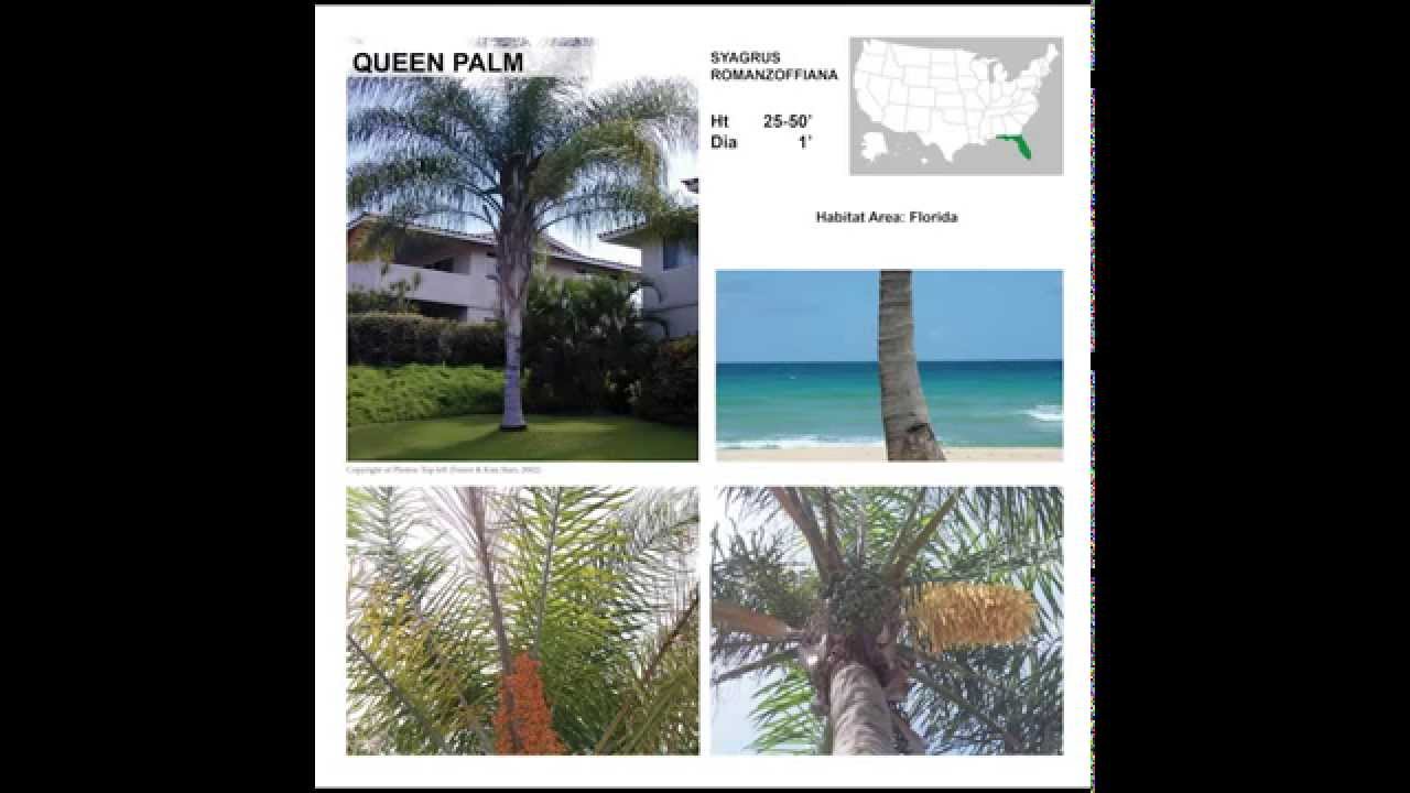 What Tree is that? Identification Guide for North American Palm Trees ...