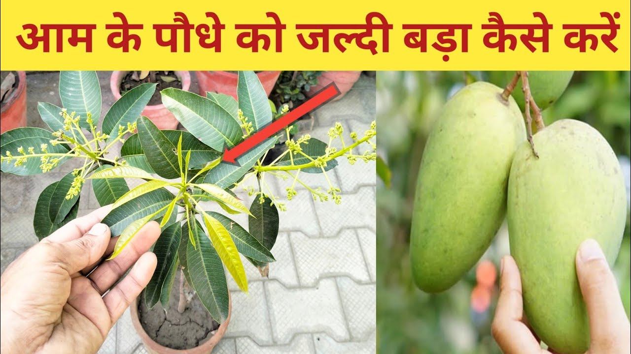 आम के पौधे को जल्दी बड़ा कैसे करें|aam ka pad ko jaldi bada kaise kare ...