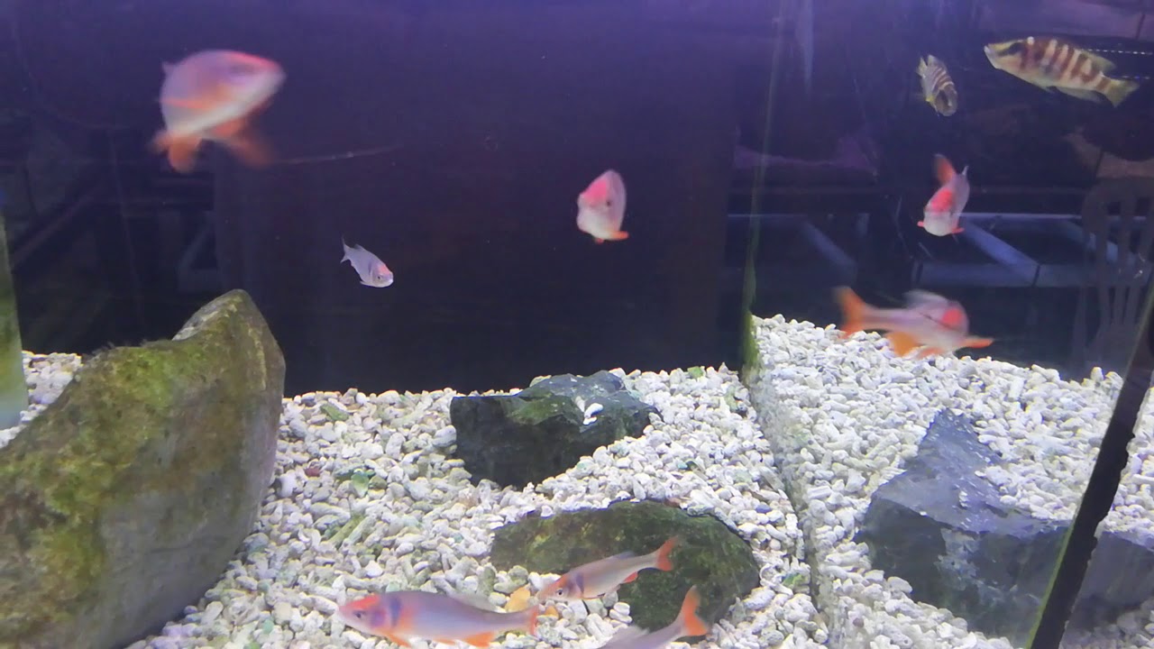 Red shiners - YouTube