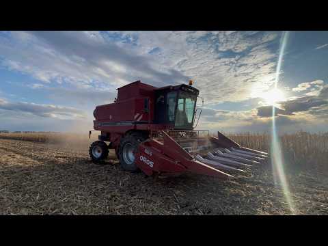 Весняний обмолот кукурузи Case 1660 Маз 5551