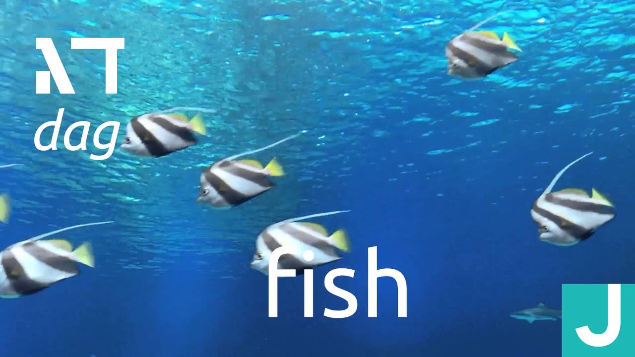 6 Second Hebrew: Fish - YouTube
