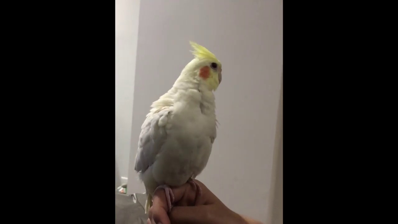 Lassi's Magic Trick | Lassi Cockatiel - YouTube