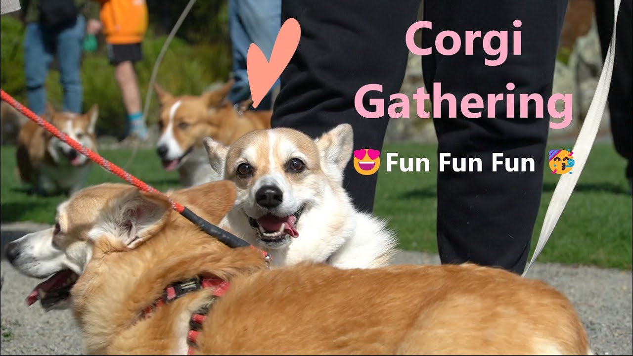 🥳Fun Cardigan and Pembroke Corgi Gathering 🥳 Wellington Welsh Corgi ...