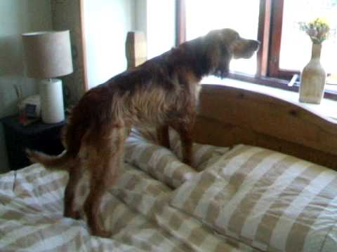 X factor singing dog - YouTube