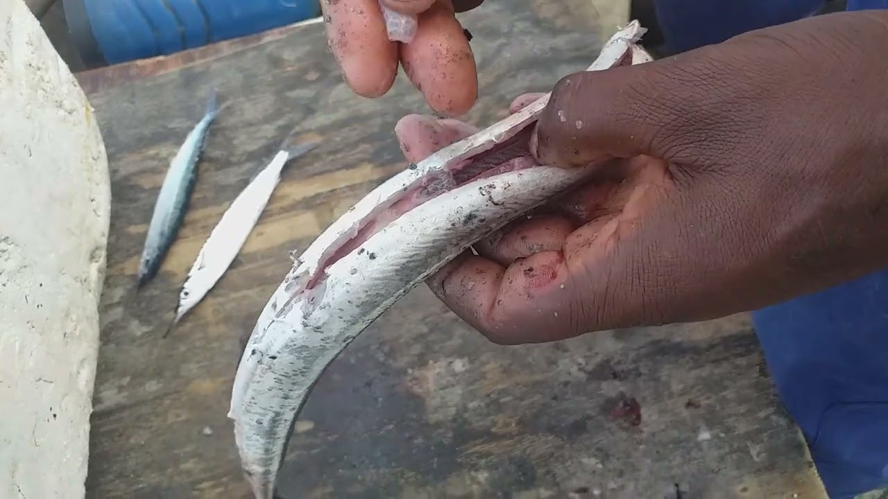 Curiosidades Sobre o Peixe-Agulha: Entenda! e aprenda a Tratar - YouTube