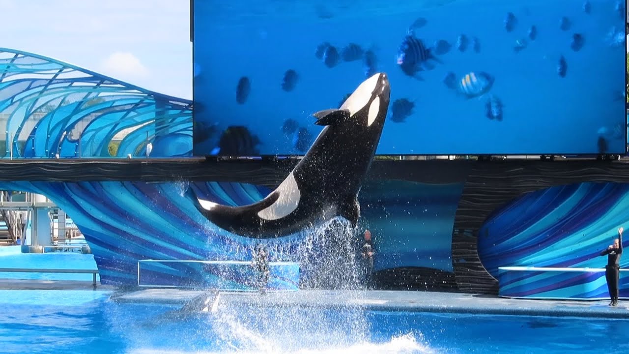 One Song | Full Orca Encounter Segment 10/26/23 (1) - YouTube