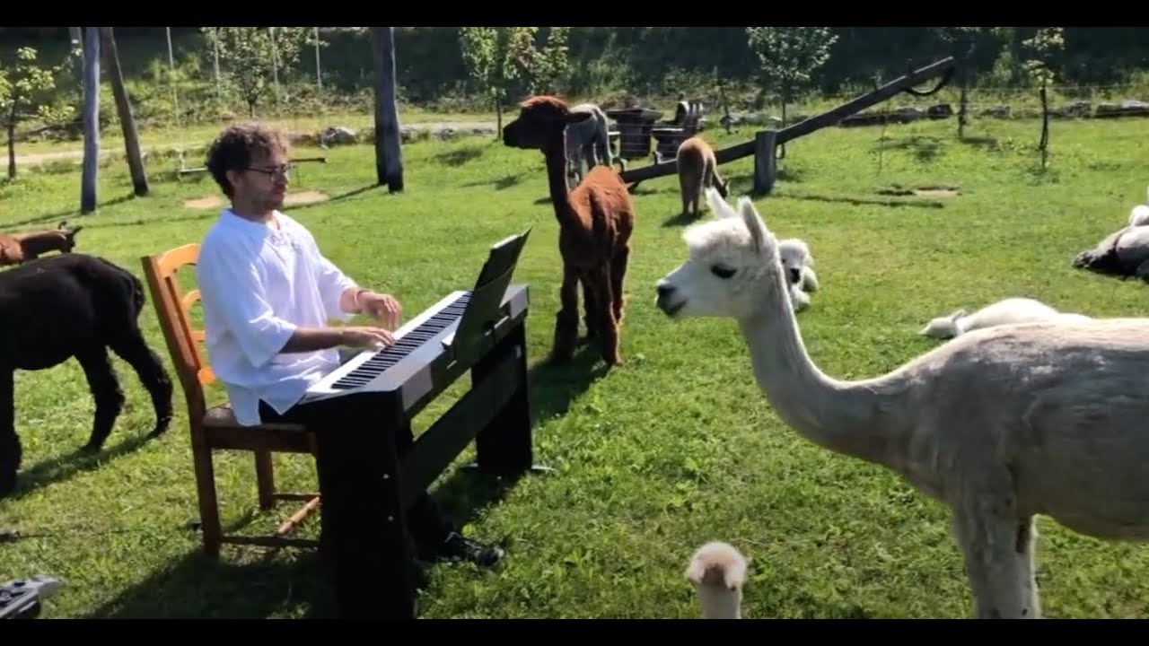 Alpaca Concert - YouTube