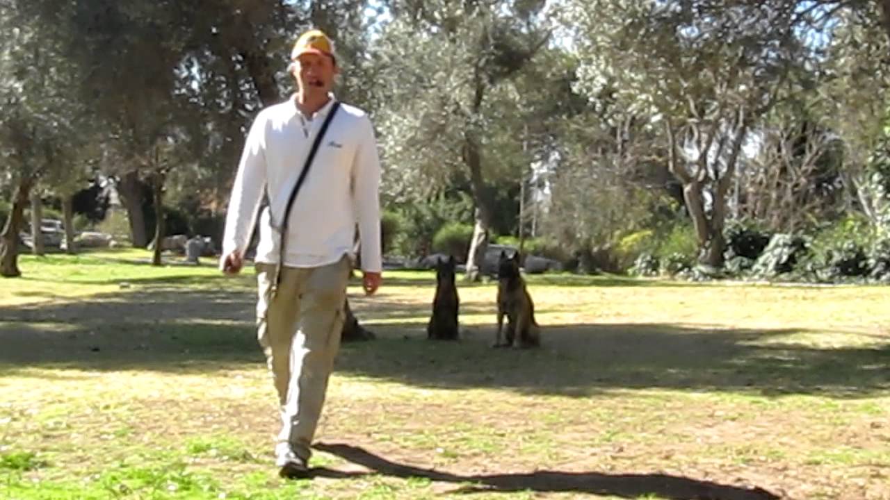 David Sidman; Training the recall (come command) with a whistle - YouTube