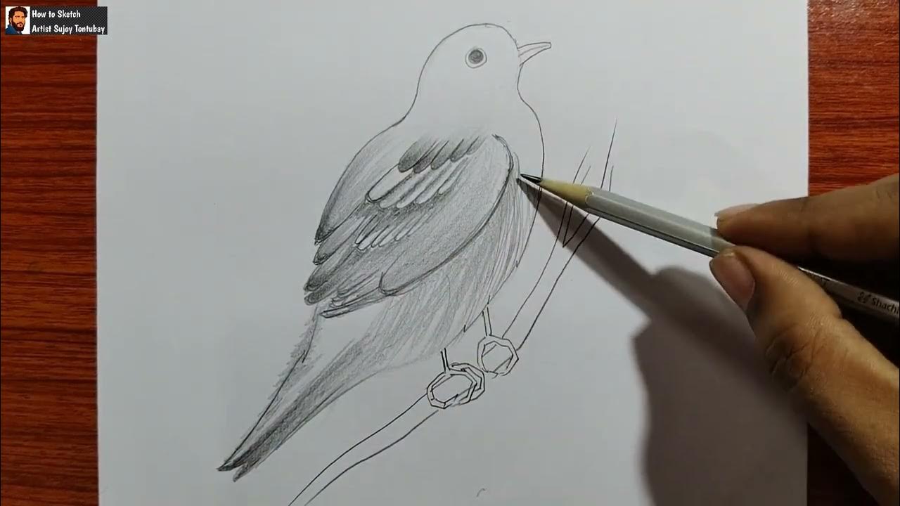 Drawing Classes for Beginners | How to draw bird easy | Step by step ...