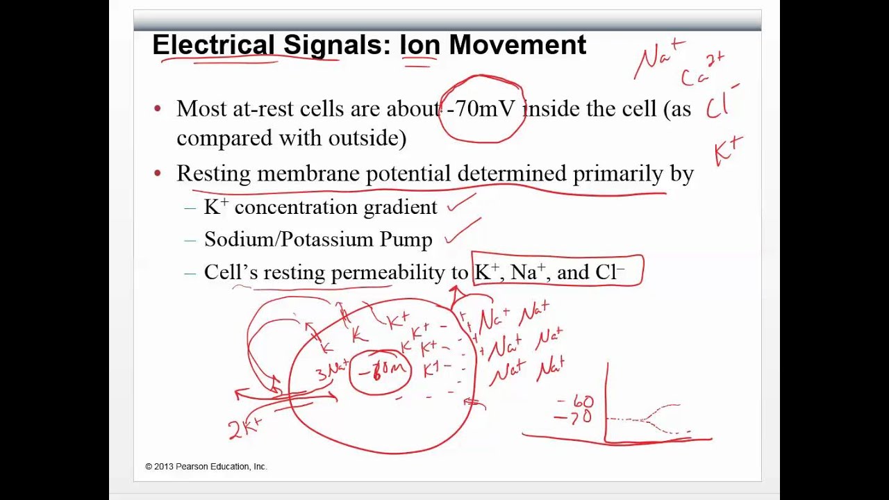 Chapter 8 Pt 2 Electrical Properties of Neurons - YouTube