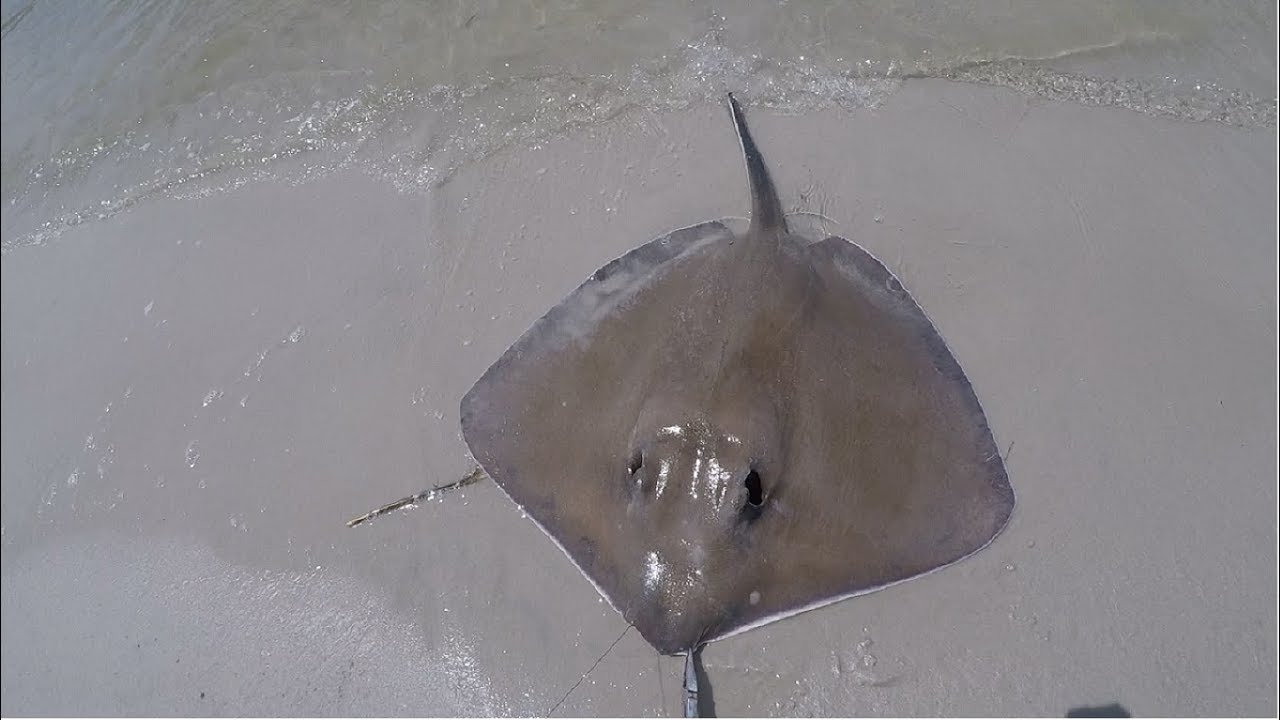 Stingray Gives Birth, Shark and Redfish - YouTube