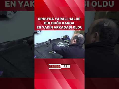 Ordu'da y*ralı halde bulduğu karga en yakın arkadaşı oldu #ordu #karga #ordudahaber #shorts #keşfet