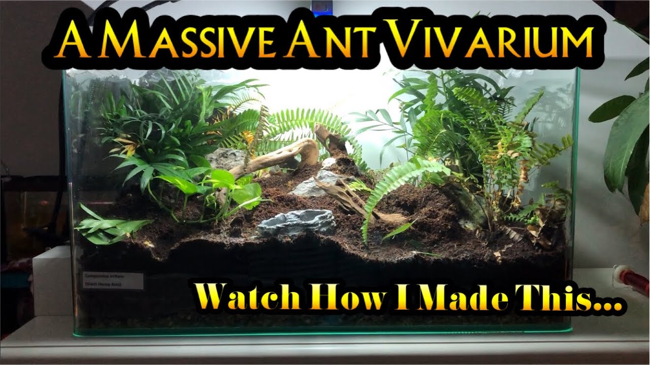 Making a 2FT Vivarium for my PET ANTS - YouTube