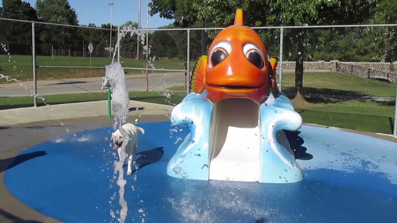 Fassnight Pool Dog Day 2013 - YouTube