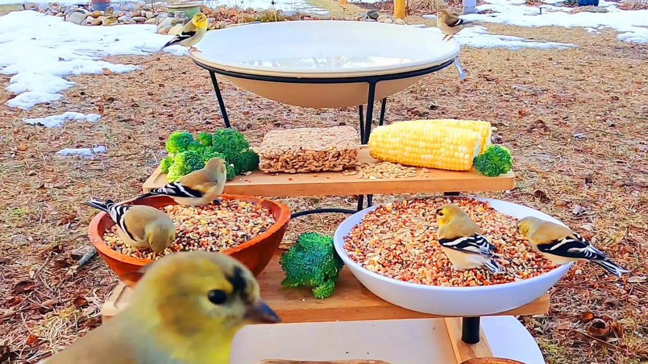 Backyard Bird Buffet with Heated Birdbath-Spring is coming! - YouTube