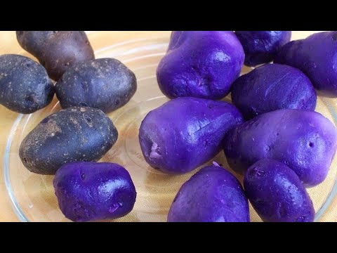 How To Plant Purple Congo Potatoes In Containers - YouTube