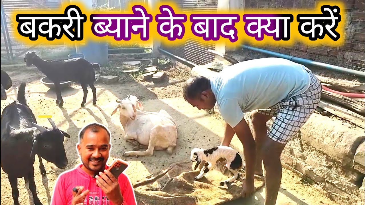 Bakri Byane Ke Baad Kya Kare |Viamal Goat Farming Tips - YouTube