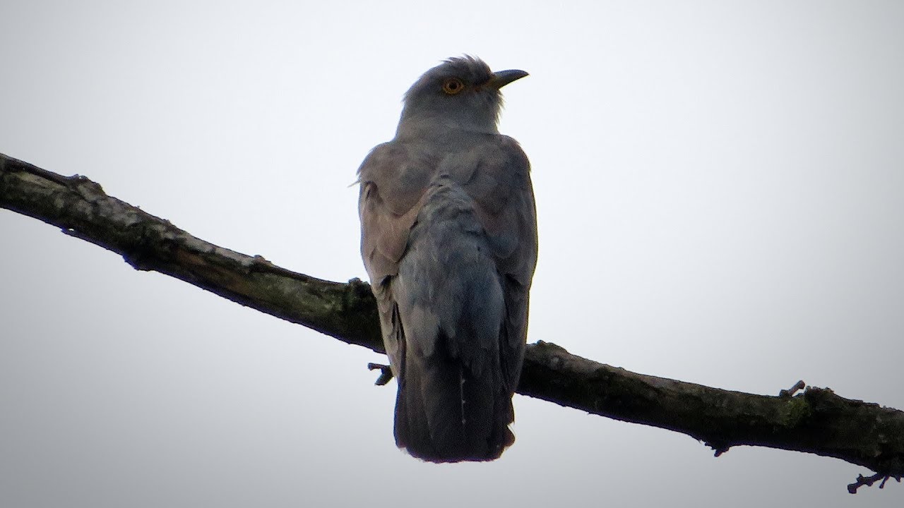 Cuckoo Bird Singing - Rm. Vâlcea, România (Full HD Nature Video) (21/5 ...